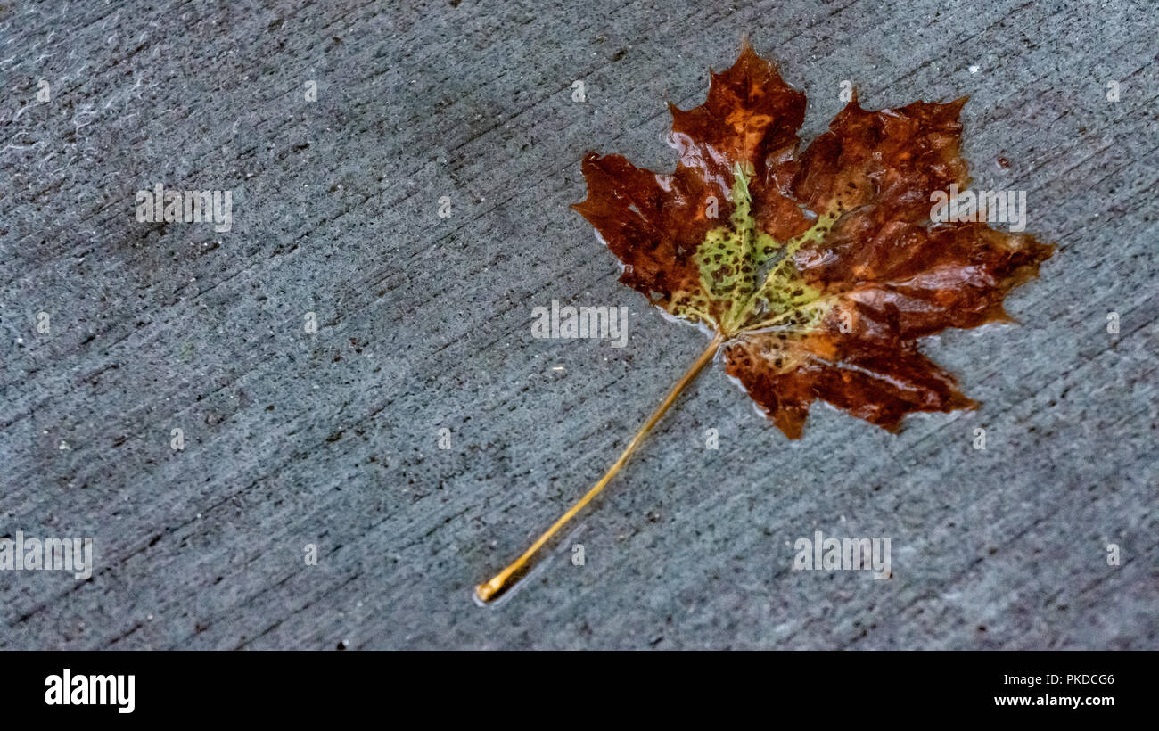 Wet grain hi-res stock photography and images - Alamy