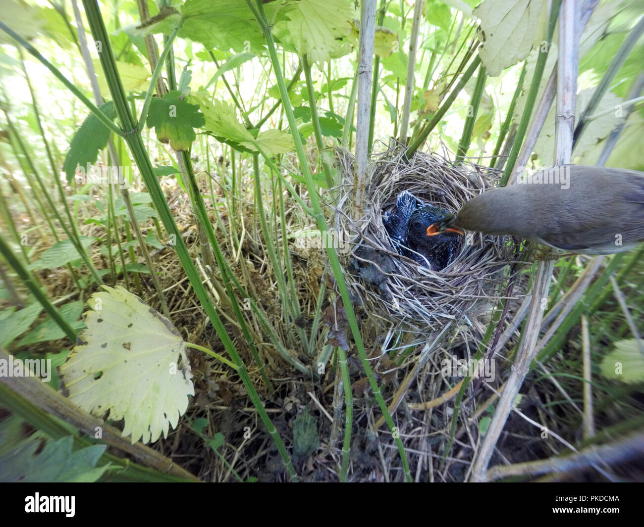 A Chick of Common Cuckoo (Cuculus canorus) in nest of Marsh Warbler ...