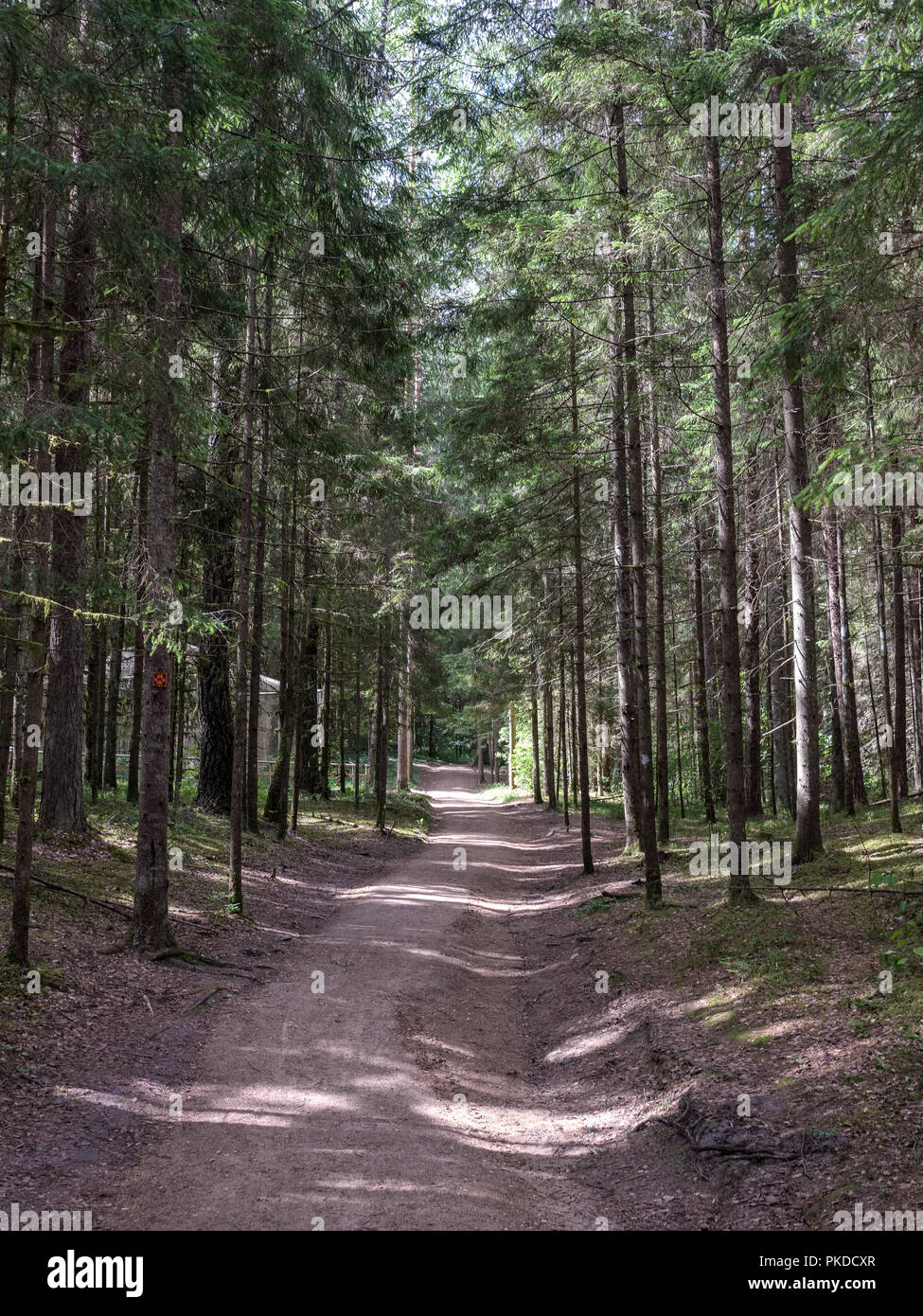 simple country gravel road in summer at countryside forest with trees ...