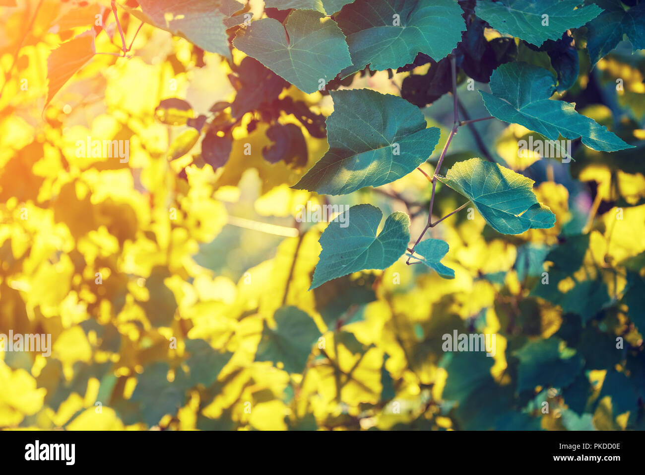 Vines background pattern hi-res stock photography and images - Alamy
