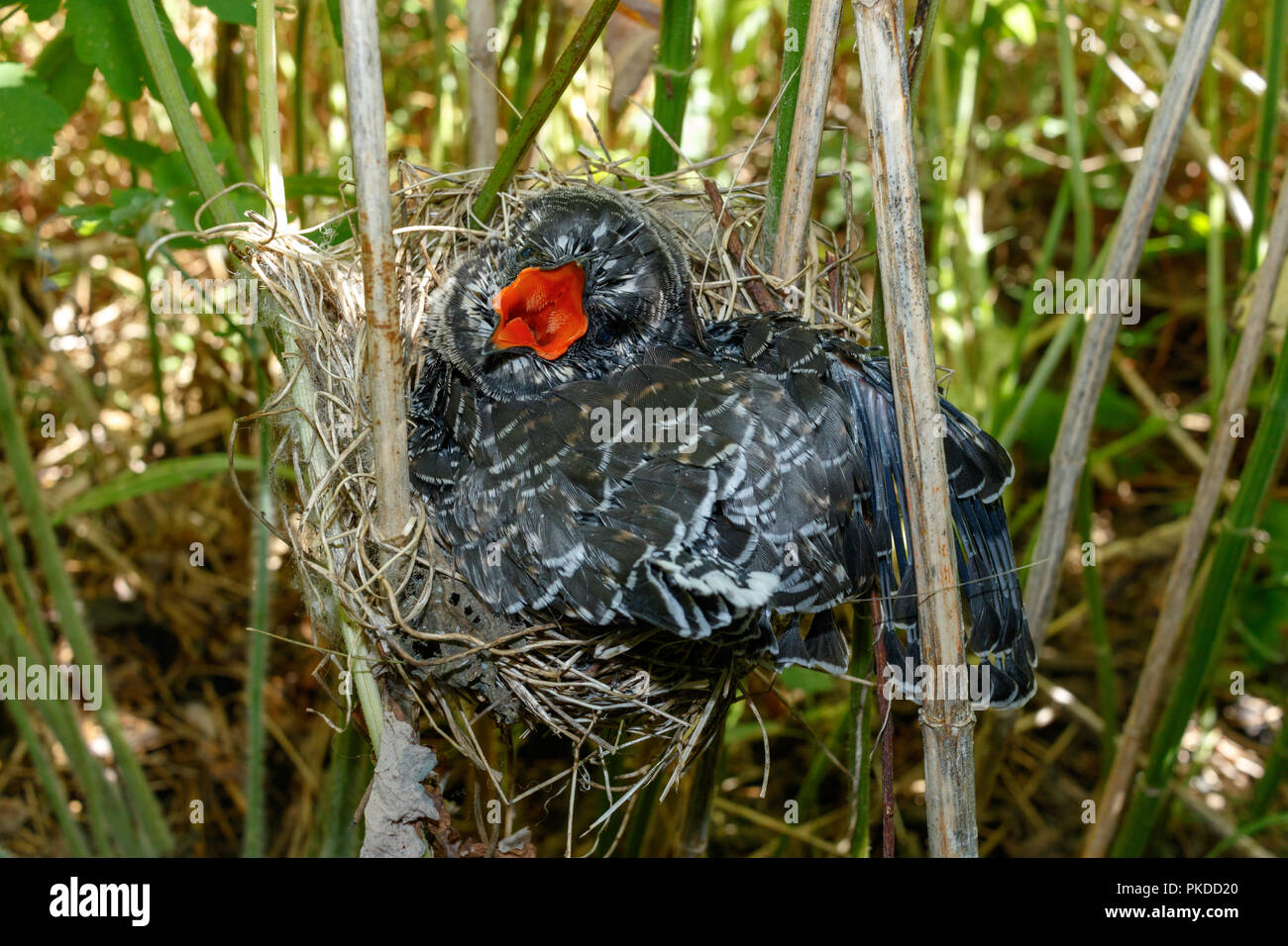 A Chick of Common Cuckoo (Cuculus canorus) in nest of Marsh Warbler ...