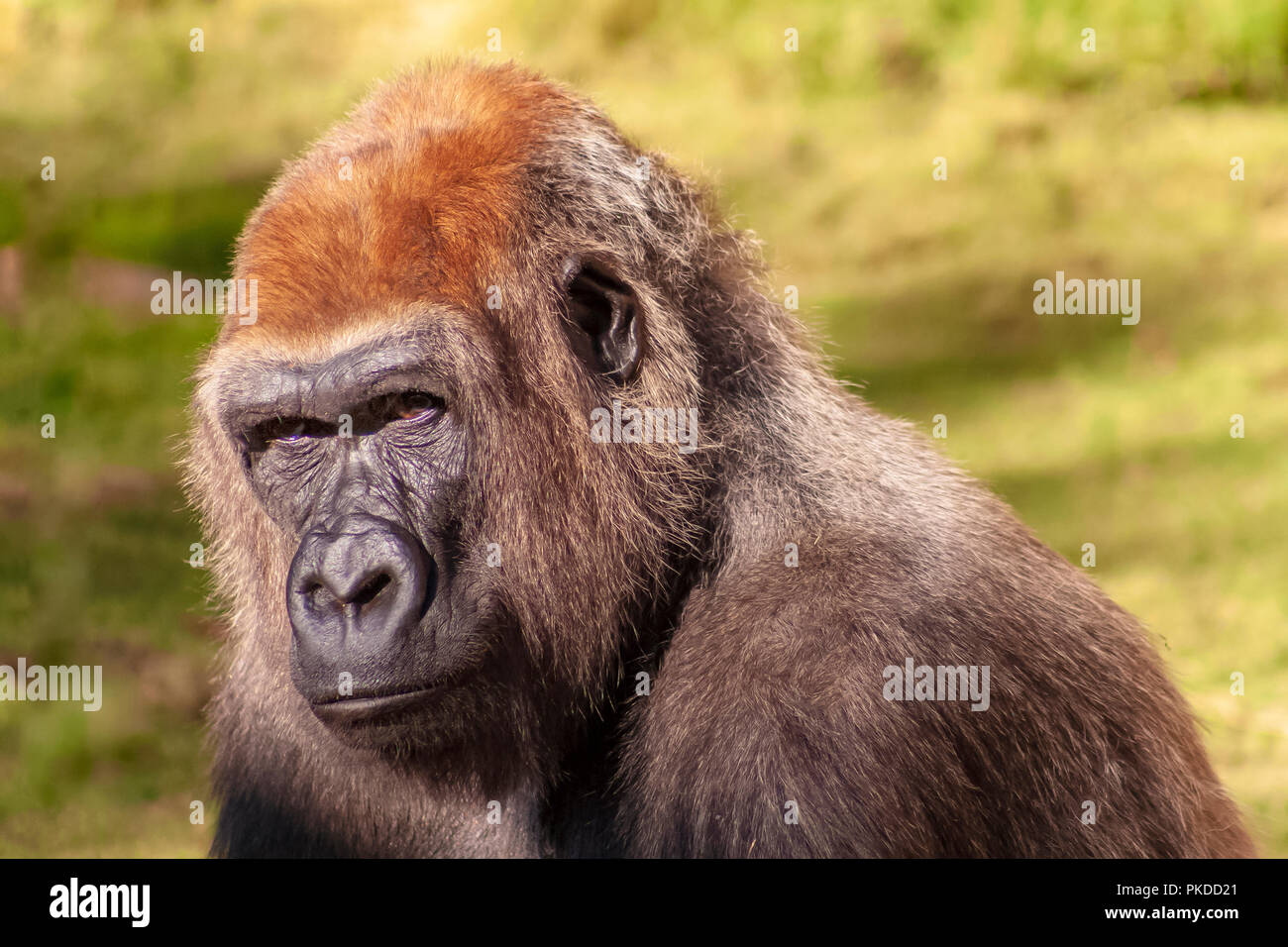 Gorilla face hi-res stock photography and images - Alamy