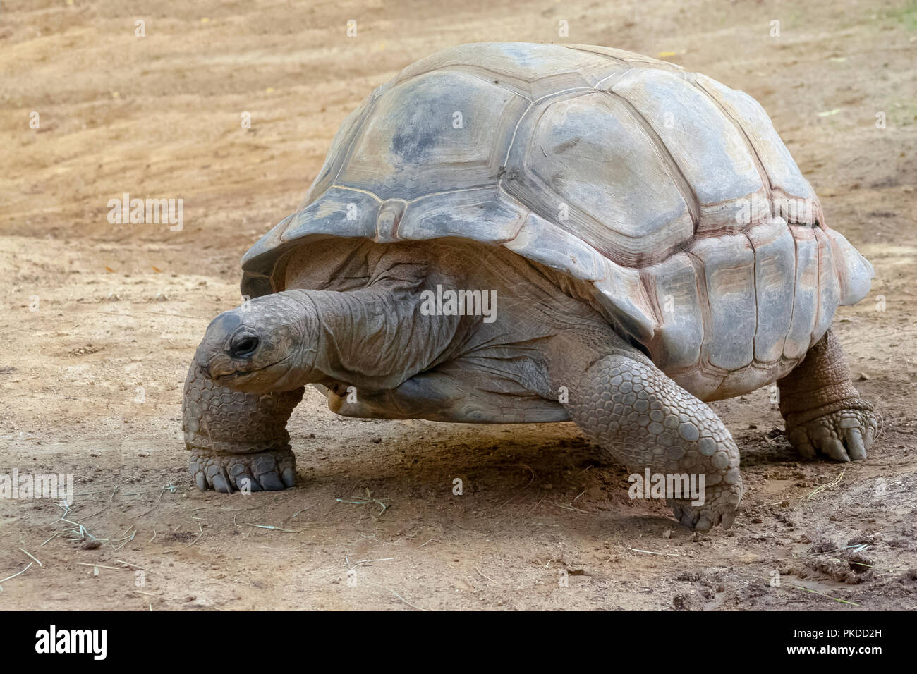Turtle on dirt hi-res stock photography and images - Alamy