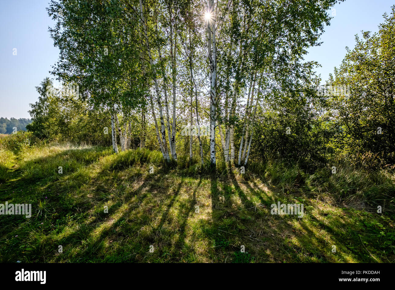 birch tree trunk texture in direct sunlight in a bright summer day with ...