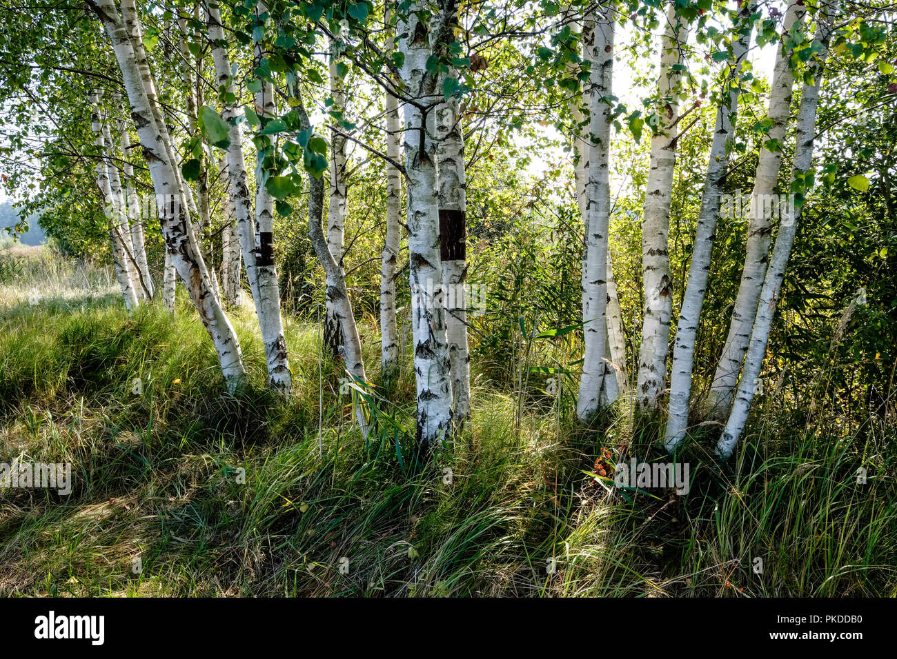 birch tree trunk texture in direct sunlight in a bright summer day with ...