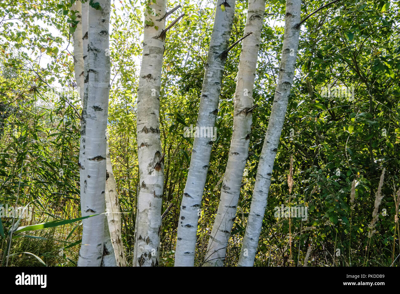 birch tree trunk texture in direct sunlight in a bright summer day with ...