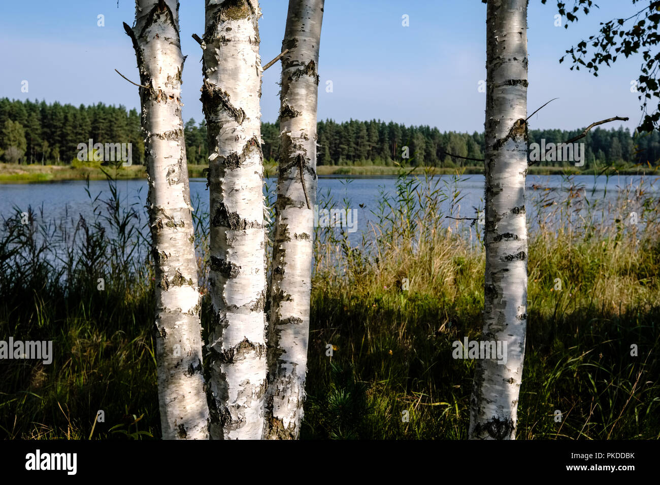 birch tree trunk texture in direct sunlight in a bright summer day with ...
