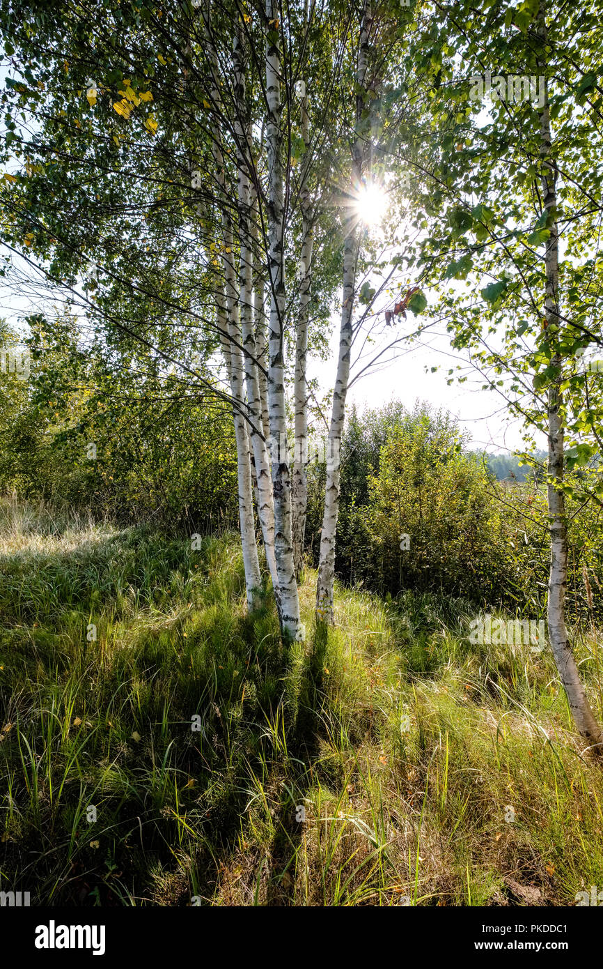 birch tree trunk texture in direct sunlight in a bright summer day with ...