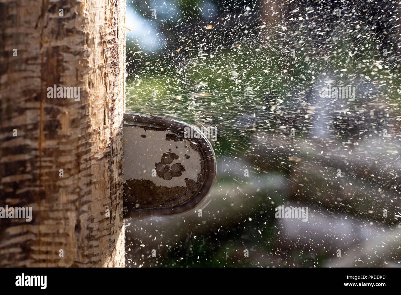 Cutting a log of wood with a chainsaw. Wood chips flying Stock Photo ...