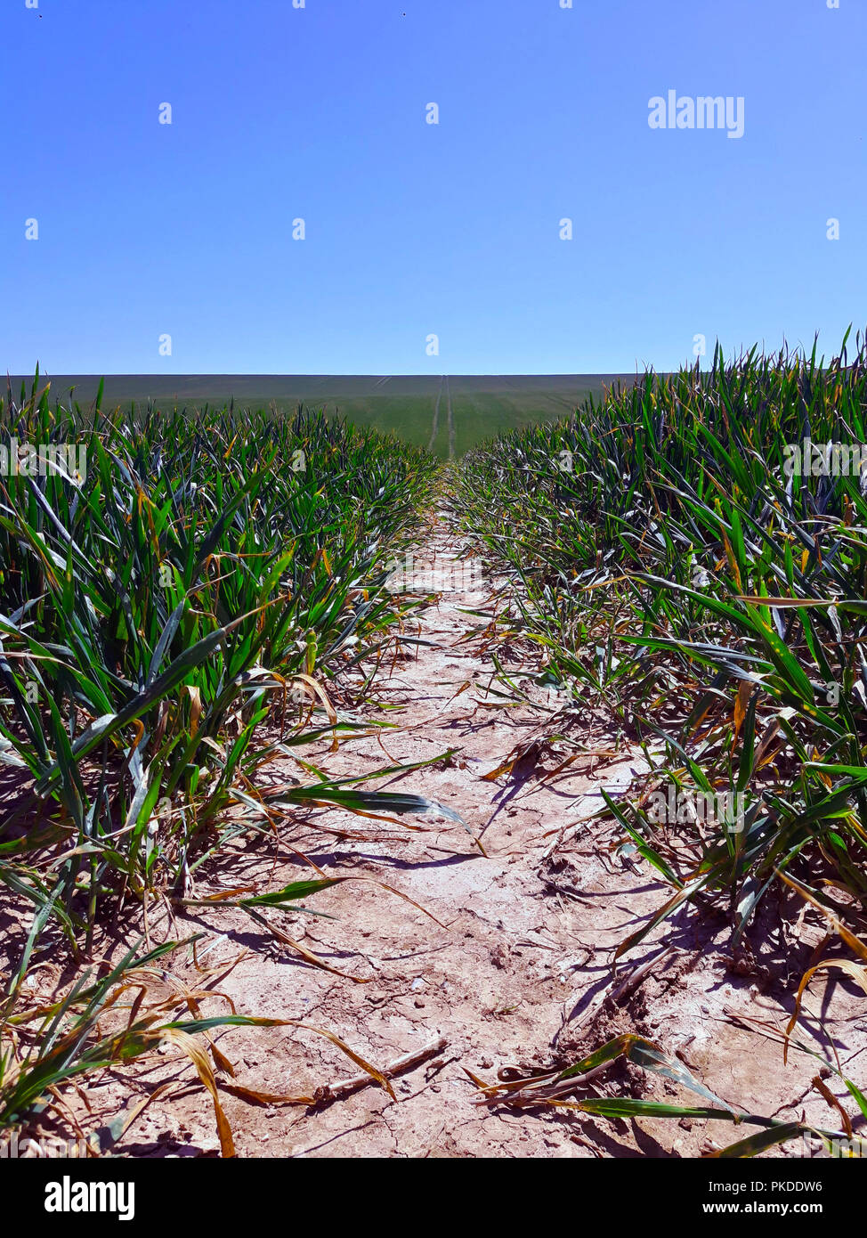 Tractor tramline through a farmers field on a bright sunny day Stock ...