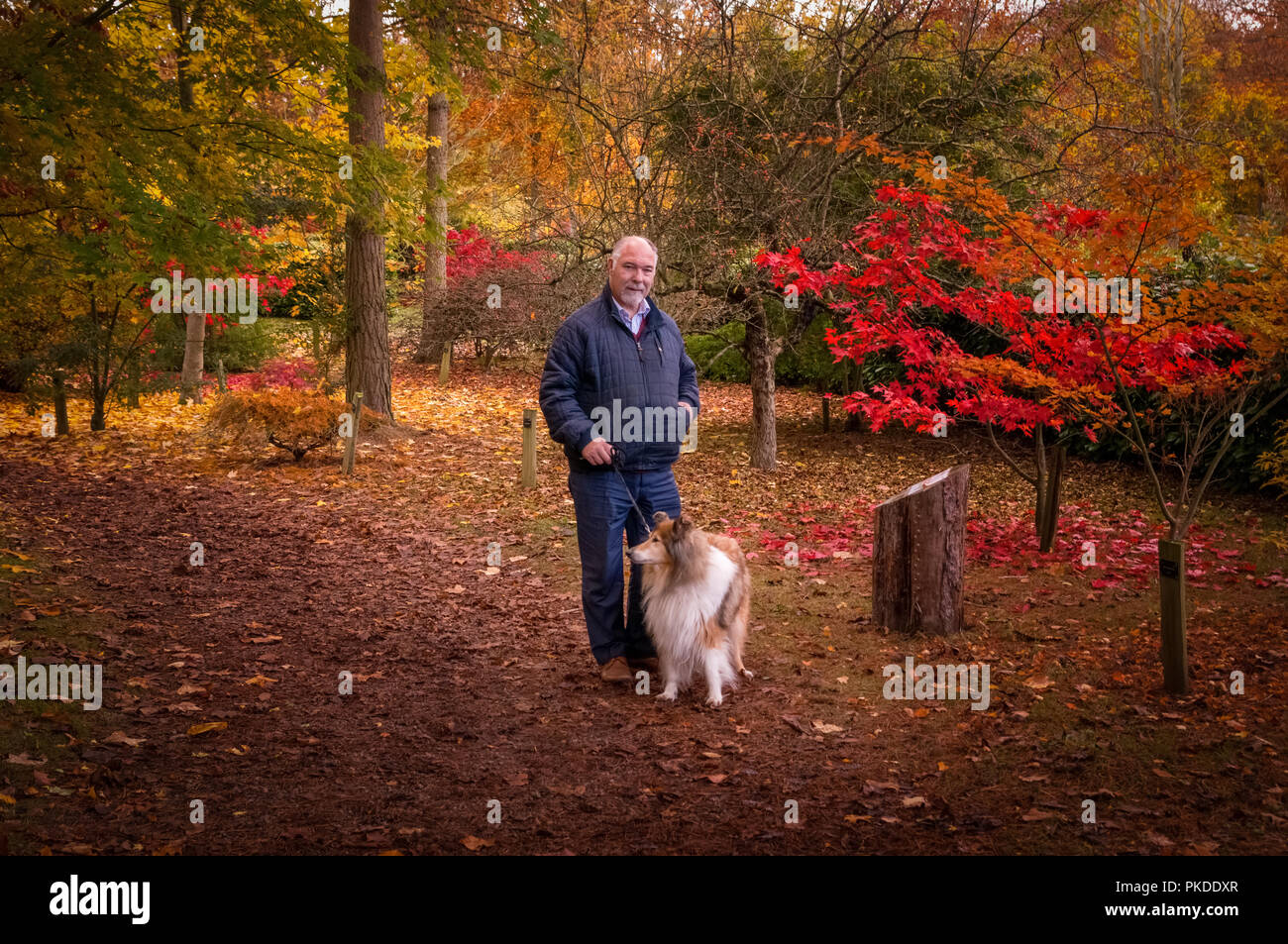 Dog with trees hi-res stock photography and images - Alamy