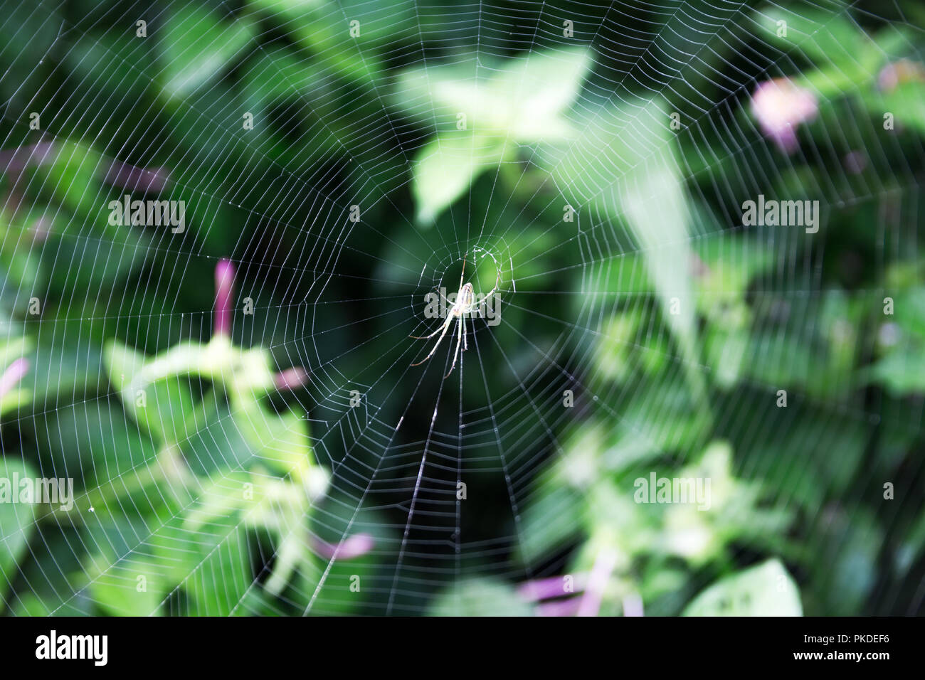 Simple spider hi-res stock photography and images - Alamy