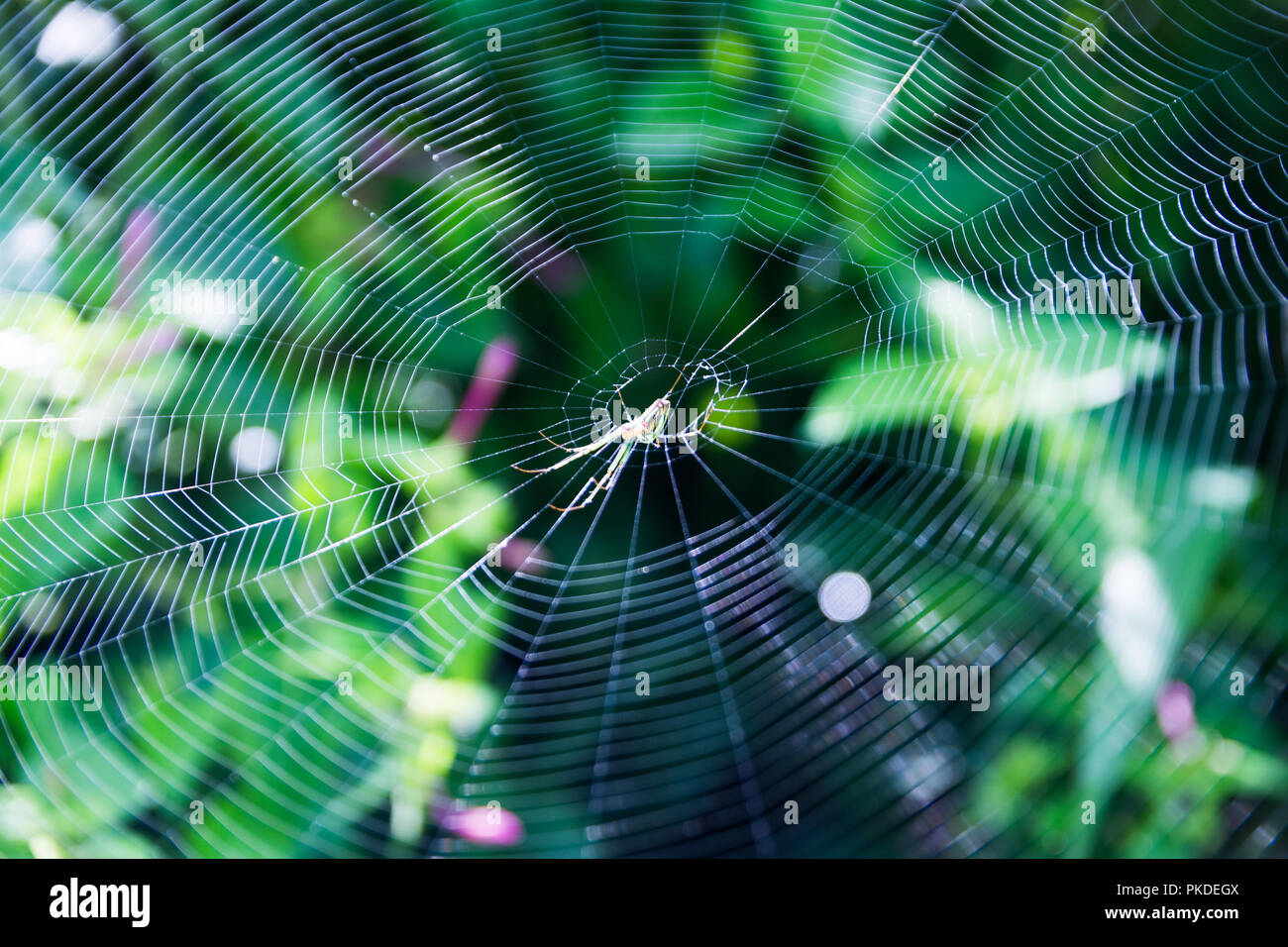 Simple spider hi-res stock photography and images - Alamy