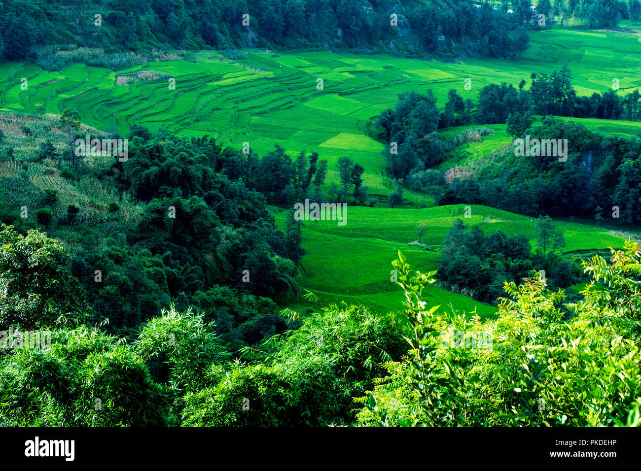 Nepal paddy field Stock Photo - Alamy
