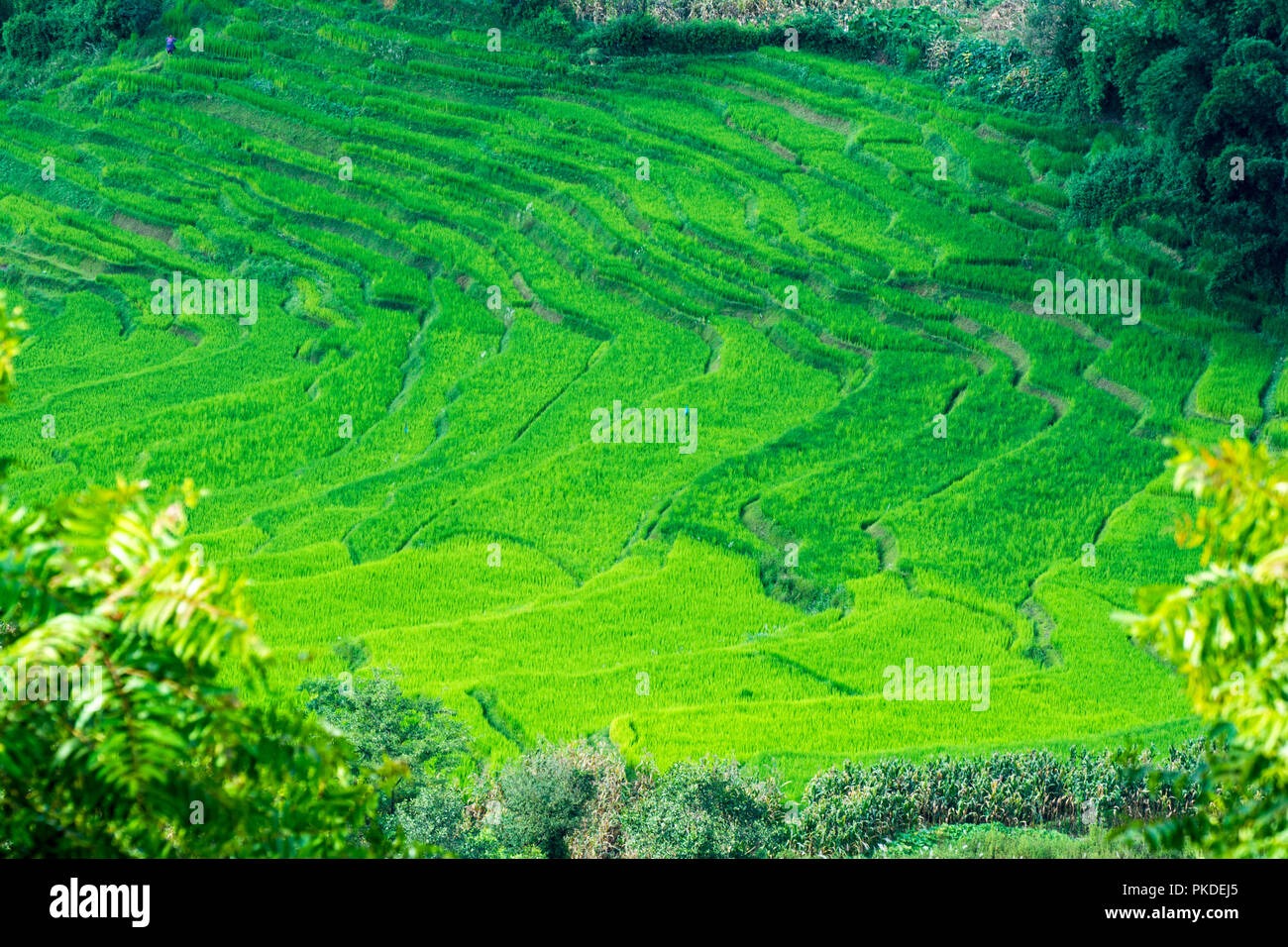 Nepal paddy field Stock Photo - Alamy