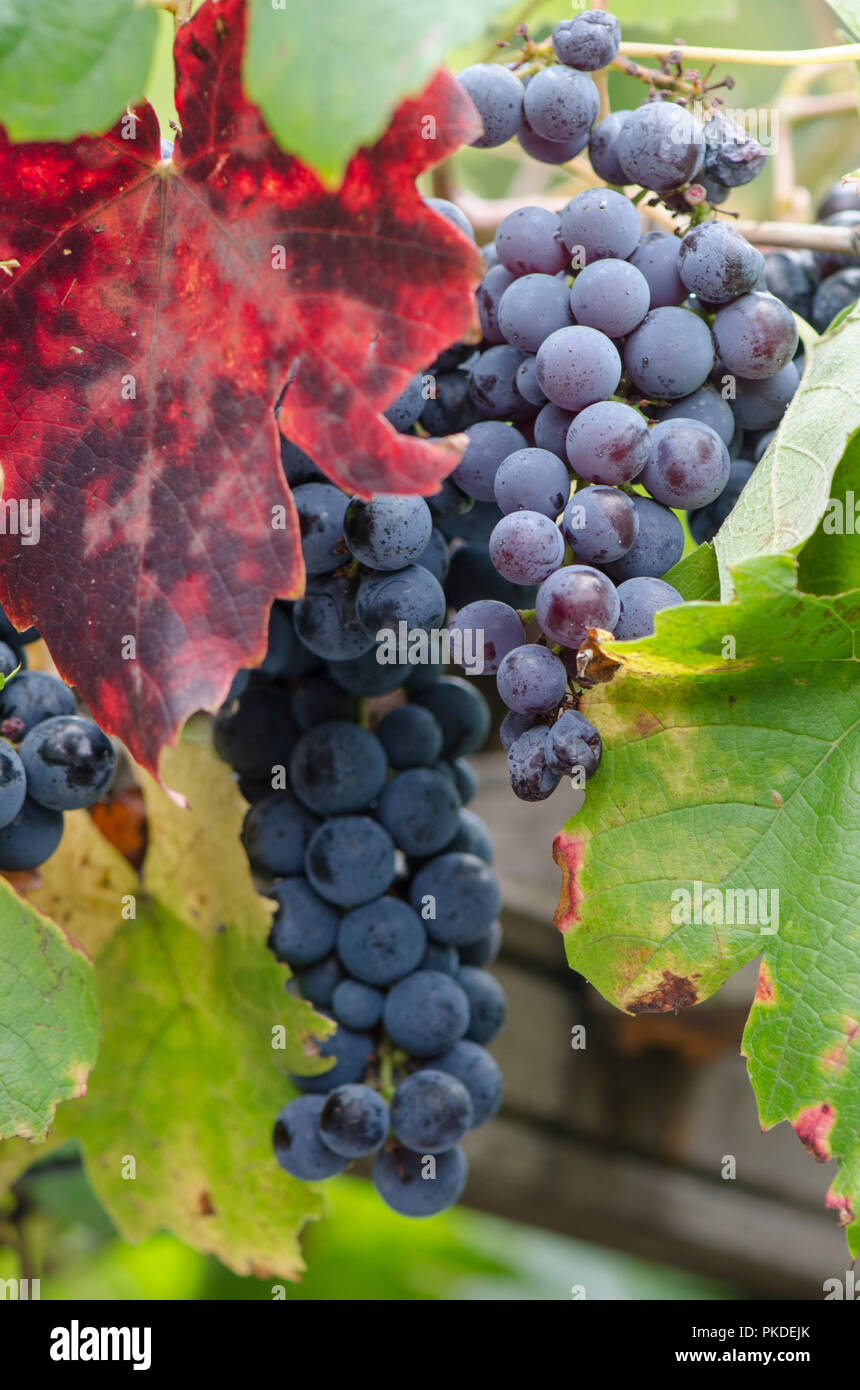 Red grapevine hi-res stock photography and images - Alamy