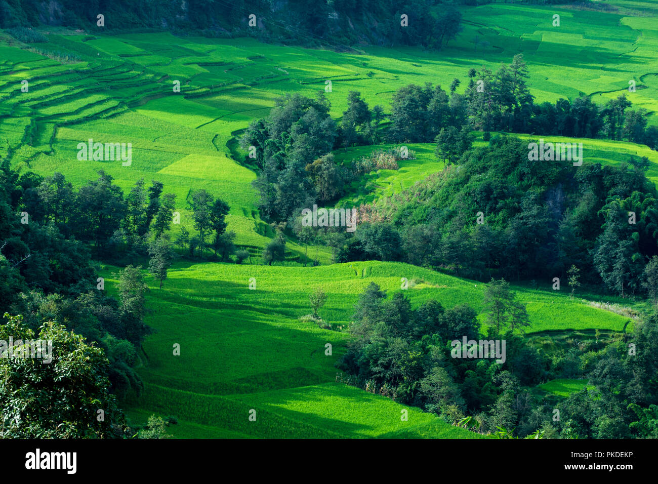 Nepal paddy field Stock Photo - Alamy