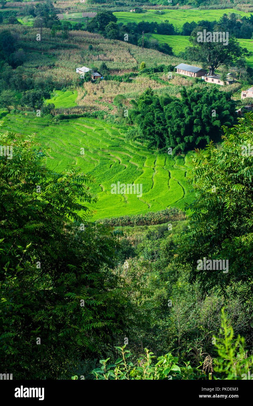Nepal paddy field Stock Photo - Alamy