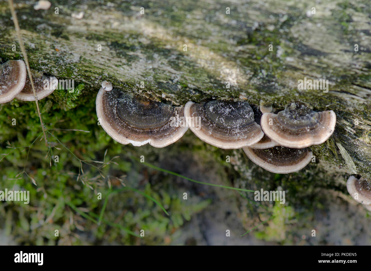 White rot hi-res stock photography and images - Alamy