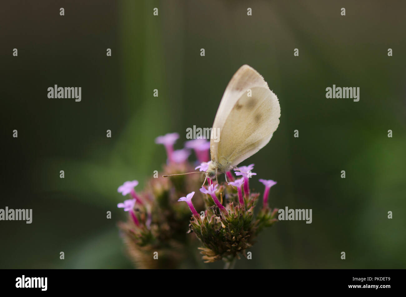 Cabbage white butterflies hi-res stock photography and images - Alamy