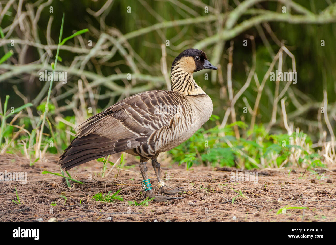 Nene bird (Branta sandvicensis), AKA nēnē and Hawaiian goose, is ...