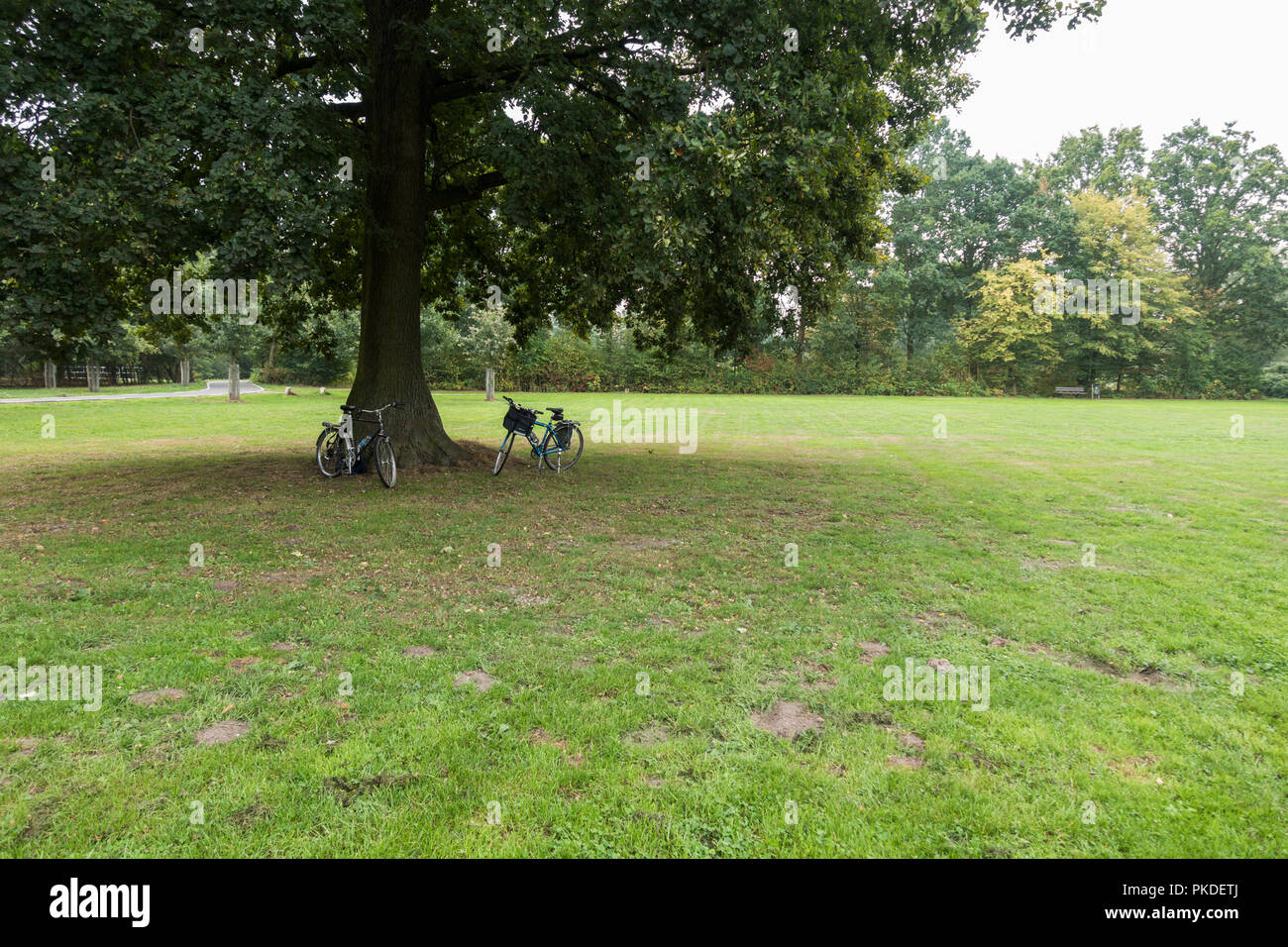 Oak tree in green park hi-res stock photography and images - Alamy