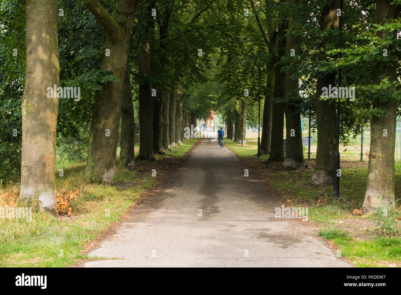 Man cycling through beech tree lined lane, Netherlands Stock Photo - Alamy