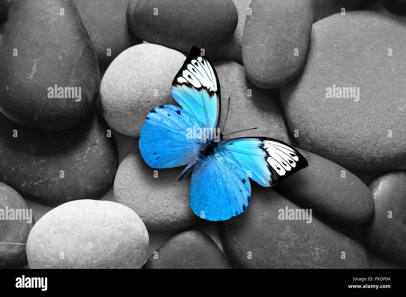 Spa concept with butterfly and zen stones. Top view Stock Photo - Alamy