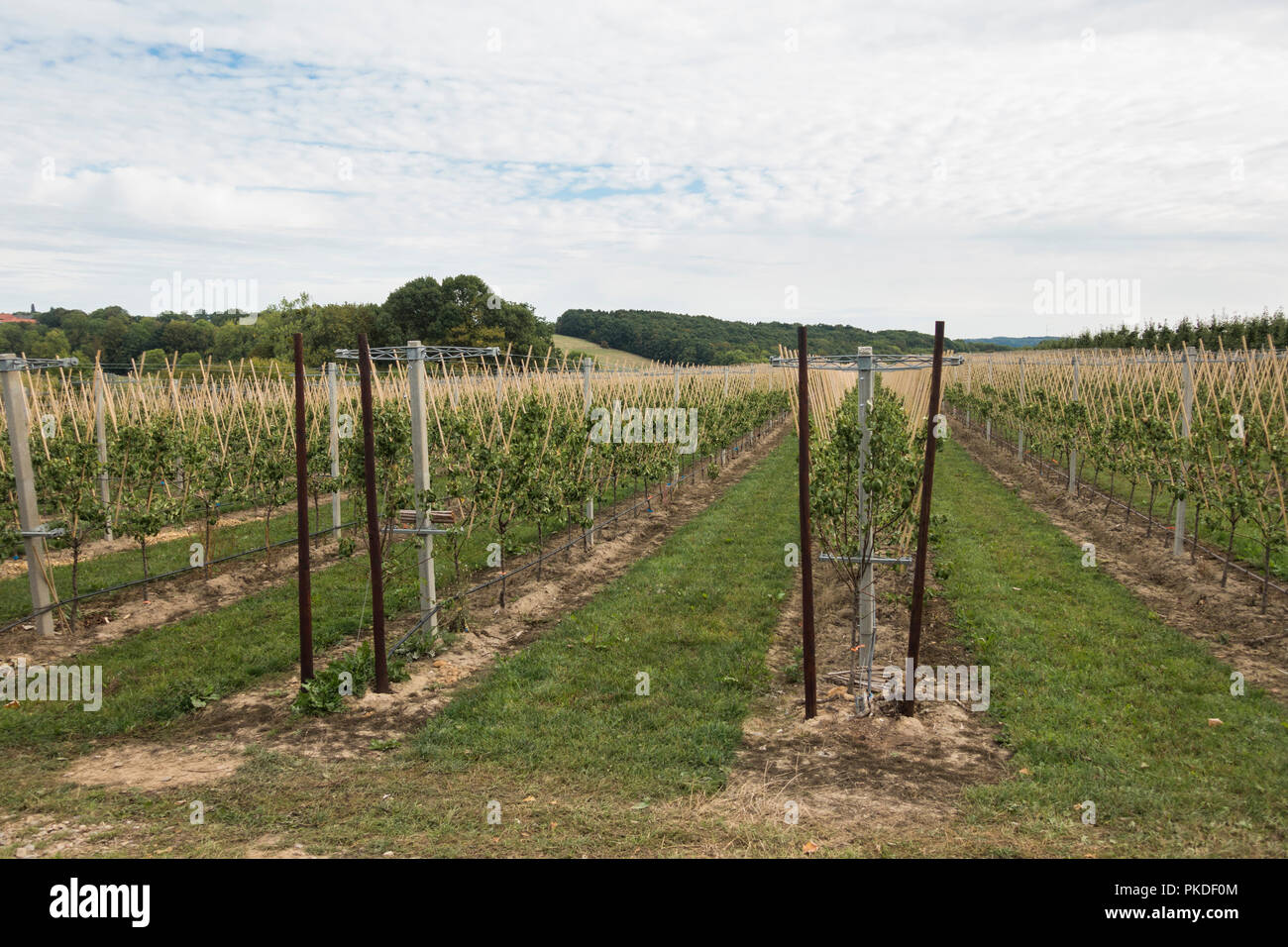 Young Apple tree orchard with modern fruit cultivation in the province ...
