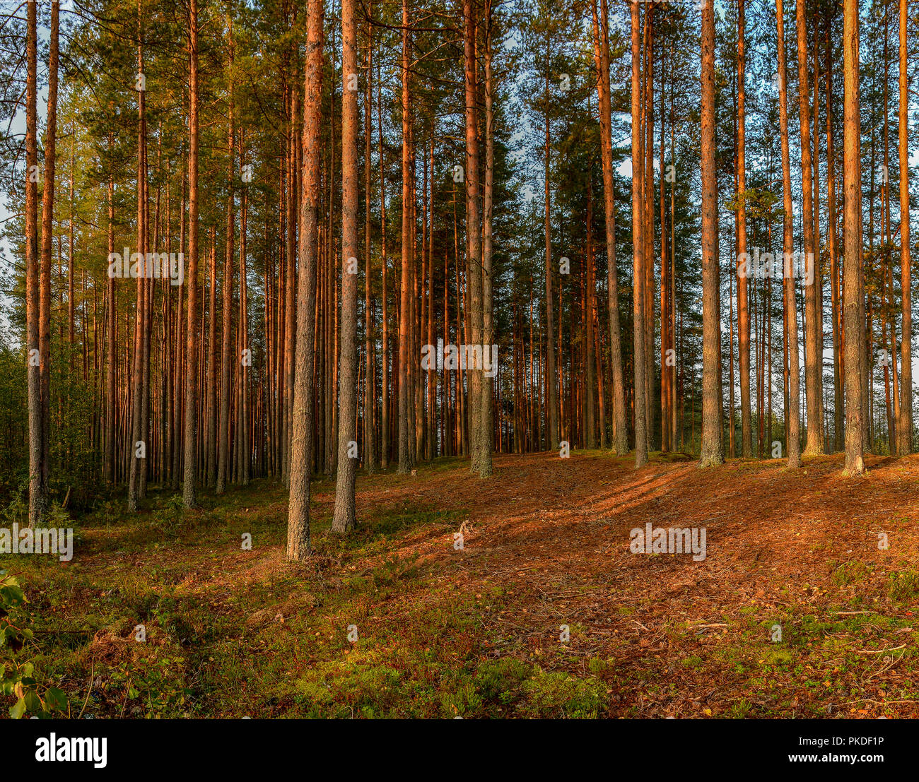Kirovsky district hi-res stock photography and images - Alamy
