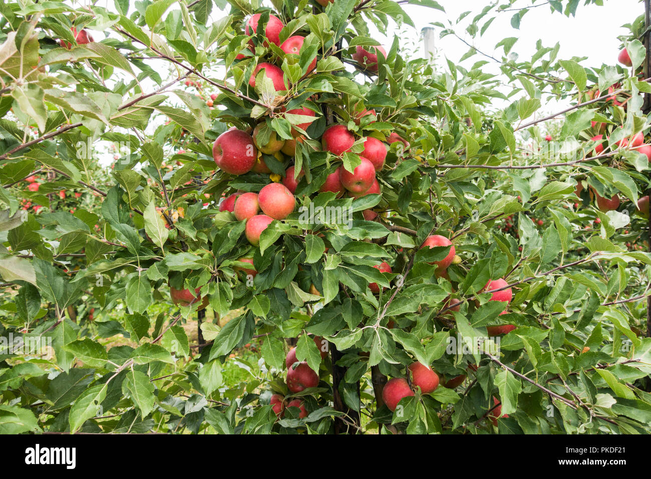 Orchard with ripe Apple Trees, ready for harvest, Limburg, Netherlands ...