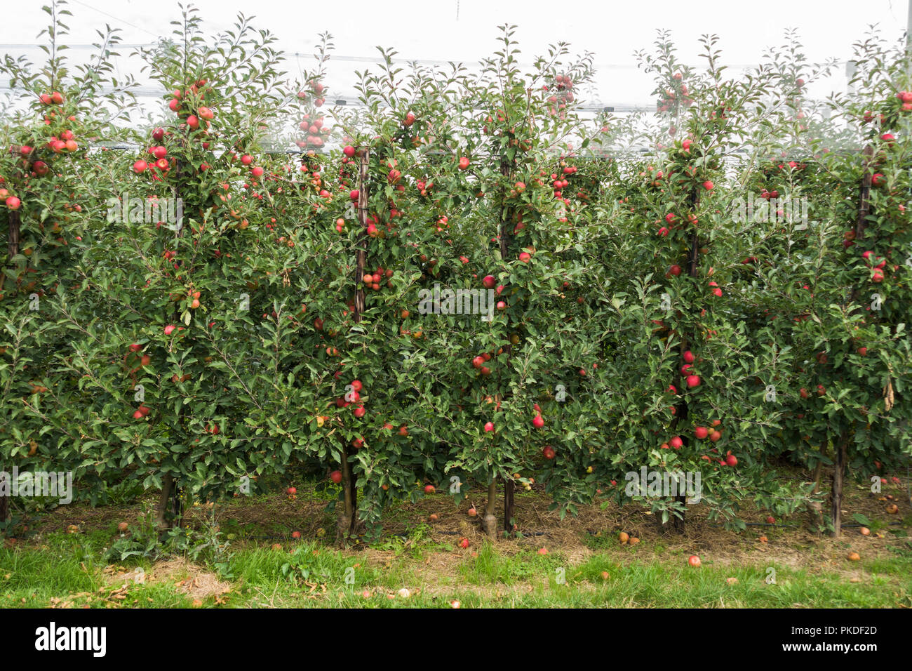 Orchard with ripe Apple Trees, ready for harvest, Limburg, Netherlands ...