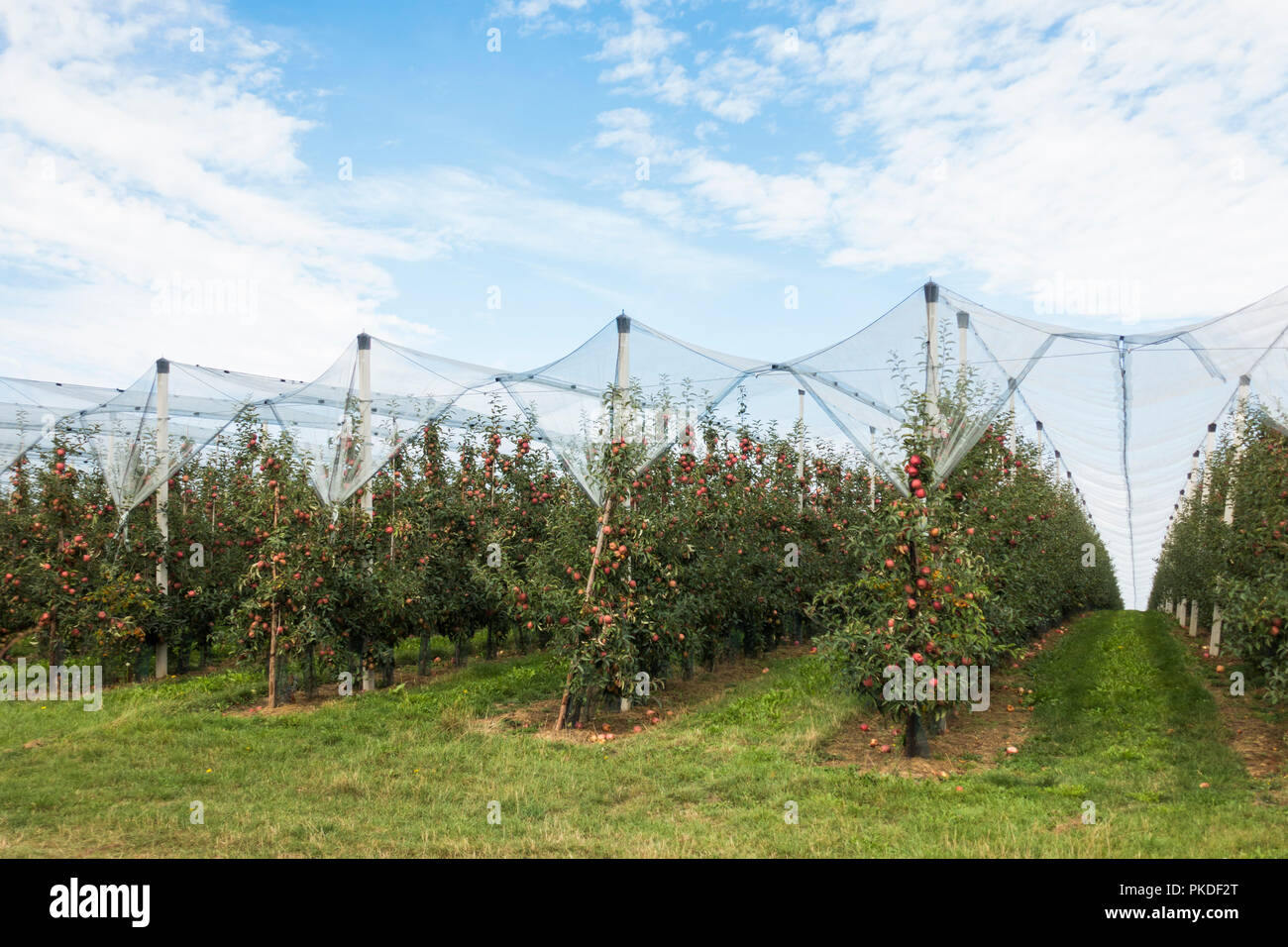 Orchard with ripe Apple Trees, ready for harvest, Limburg, Netherlands ...