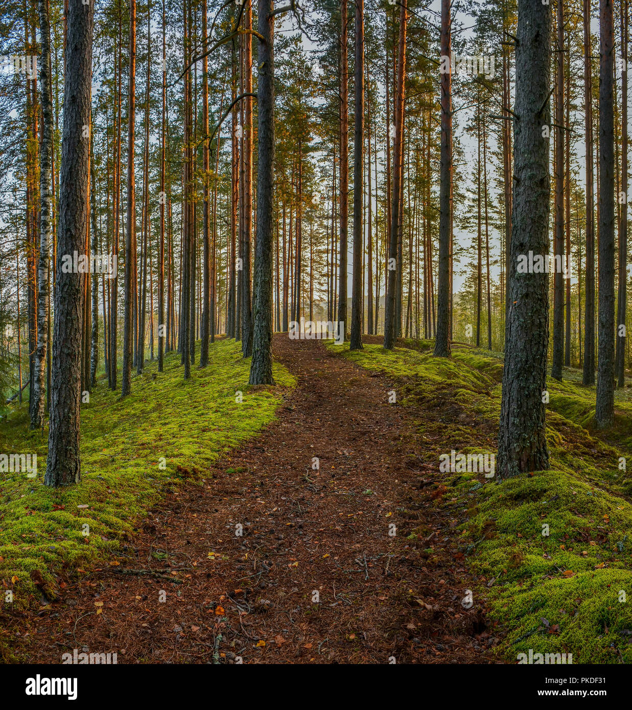Pine forest early autumn morning. Leningrad region, Kirovsky district ...
