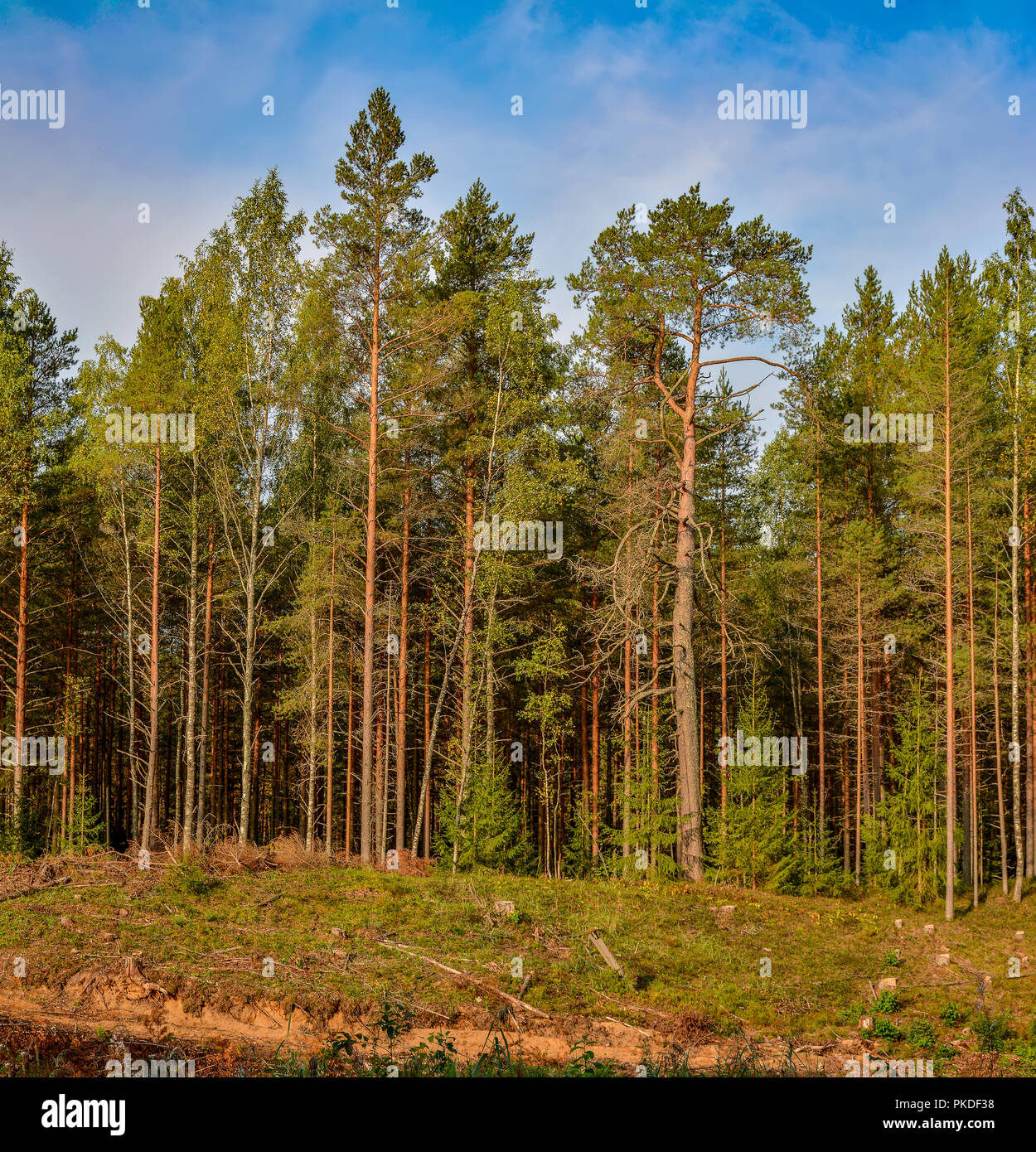 Pine forest early autumn morning. Leningrad region, Kirovsky district ...