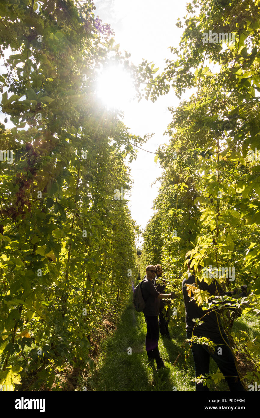 Hop harvesting hi-res stock photography and images - Alamy