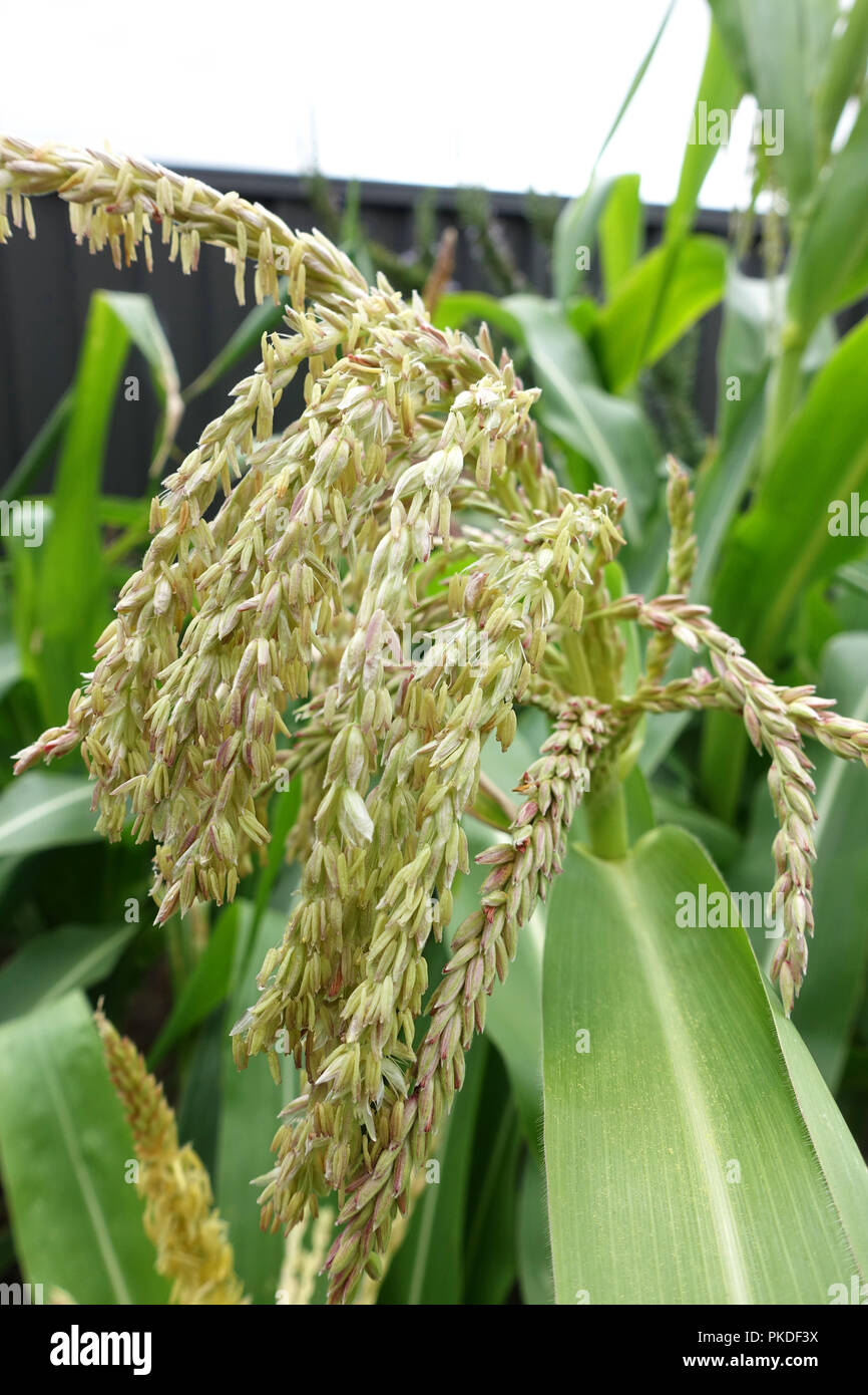 Corn stamen hi-res stock photography and images - Alamy