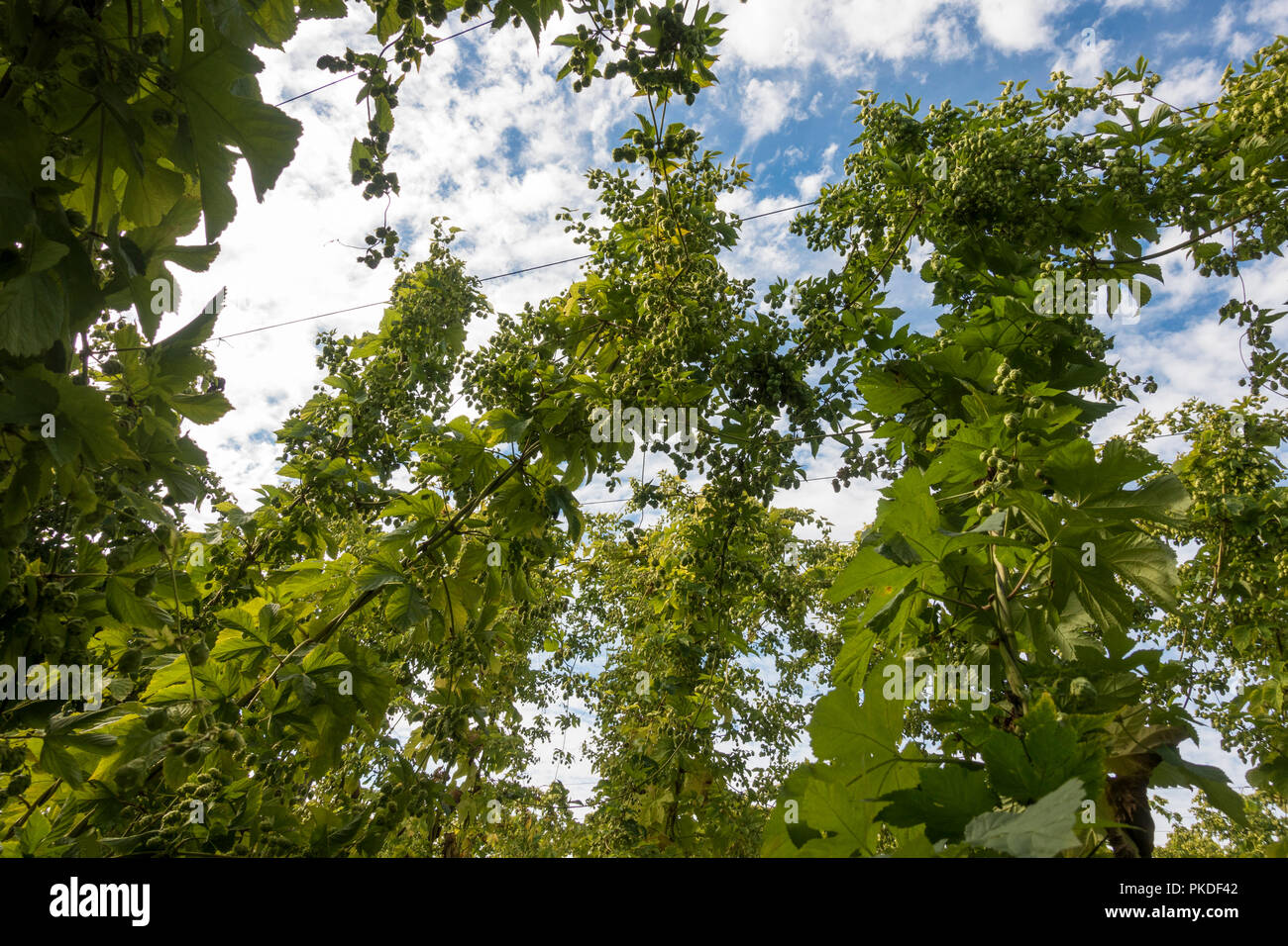 Hops fields hi-res stock photography and images - Alamy