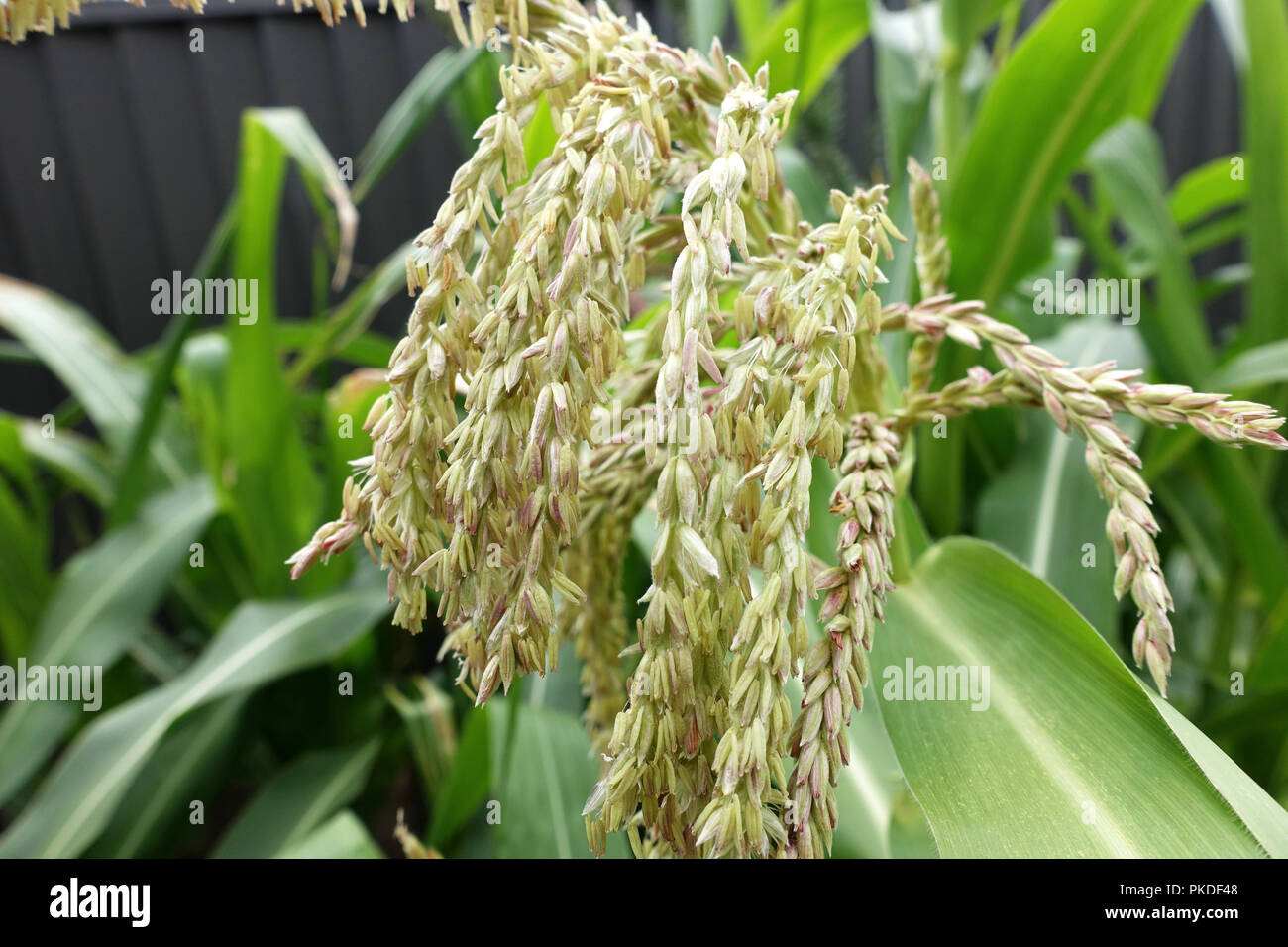 Corn flowers hi-res stock photography and images - Alamy