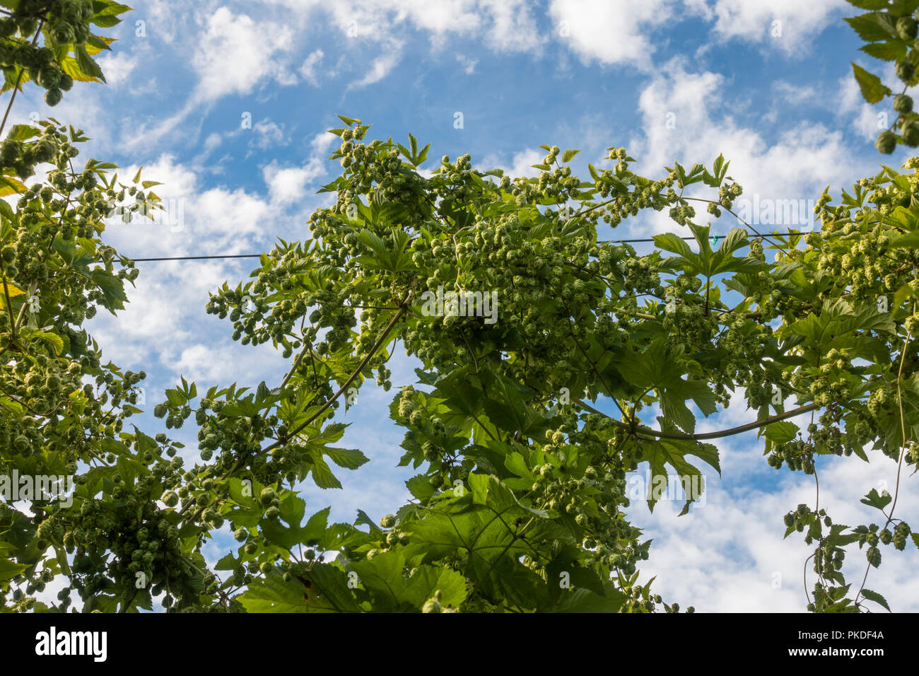 Hops cones,, hop cones on plant, Humulus lupus, beer making Stock Photo ...