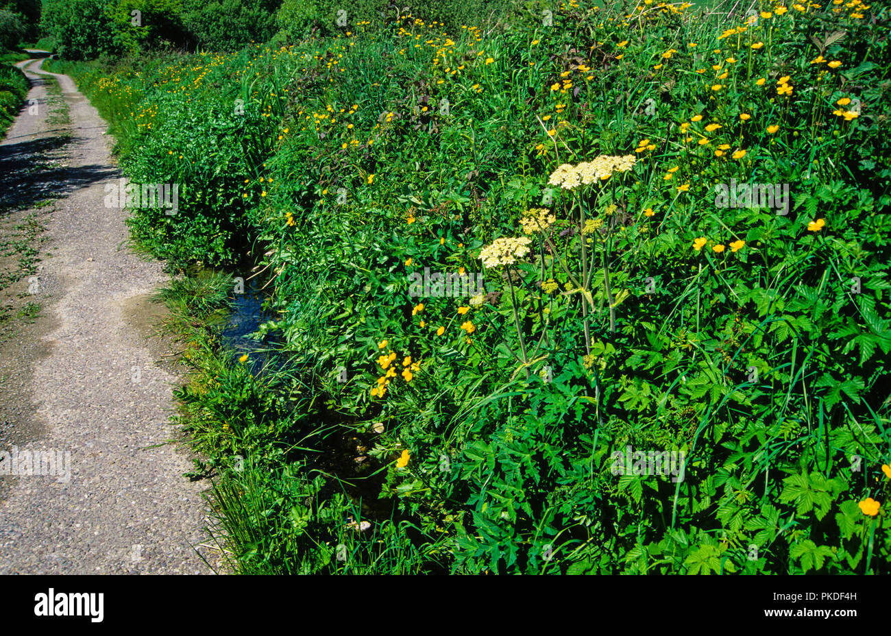 Irish Hedgerows Have more Biodiversity due to less Chemical Use ...
