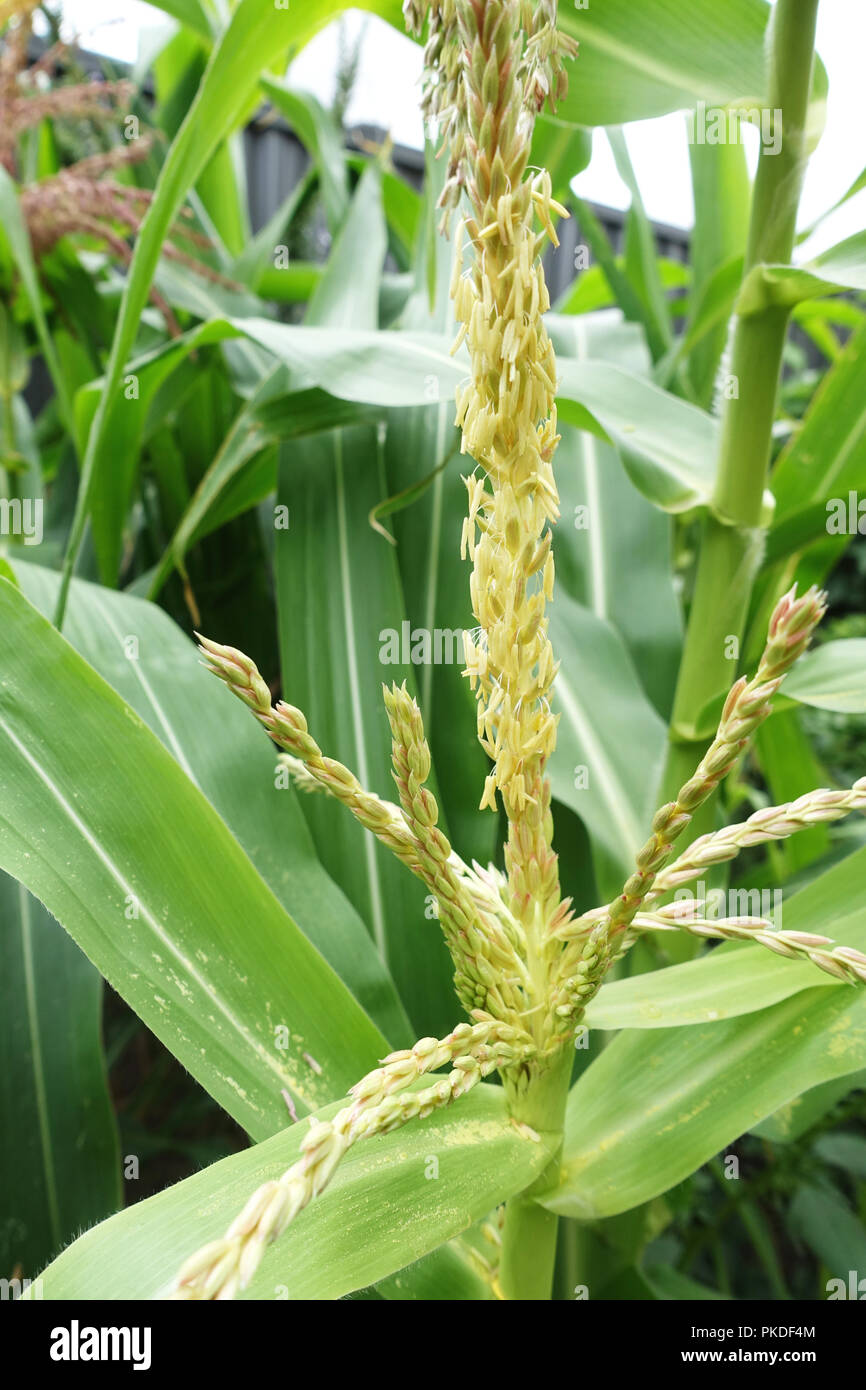 Corn anthers hi-res stock photography and images - Alamy