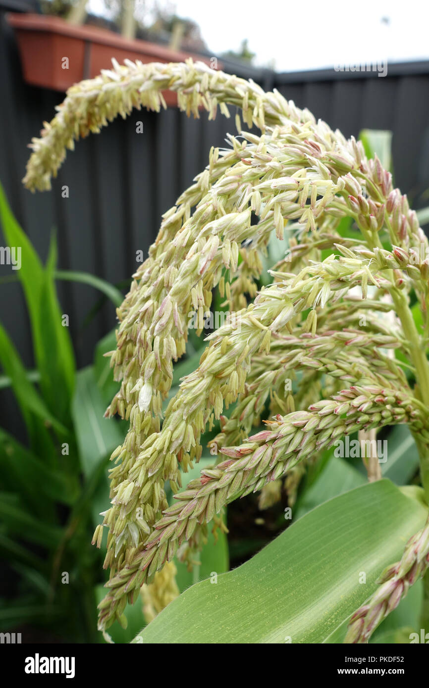 Pollinisation pollinisation hi-res stock photography and images - Alamy