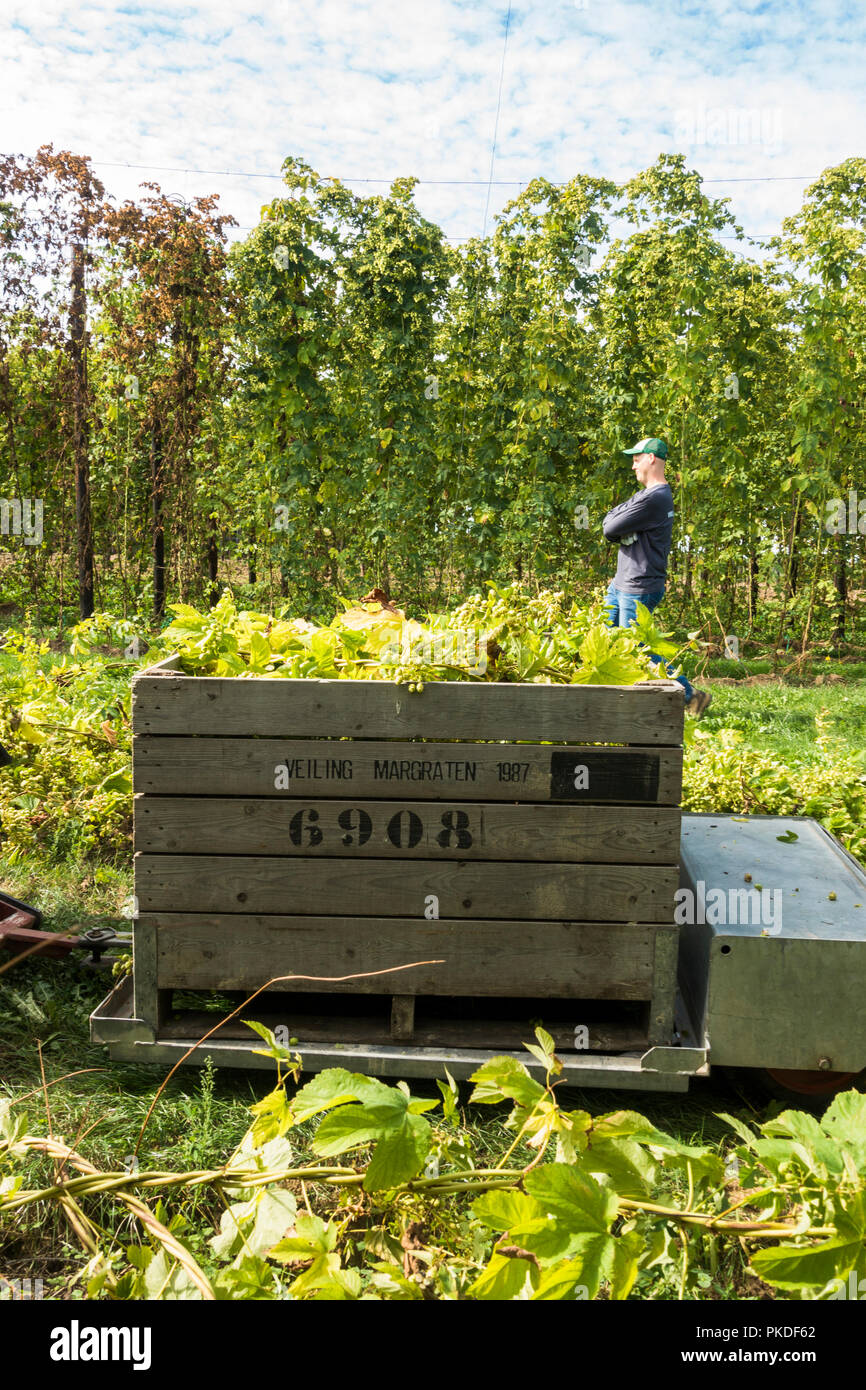 Hopfields hi-res stock photography and images - Alamy