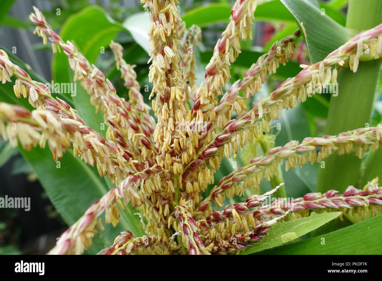 Corn tassels hi-res stock photography and images - Alamy