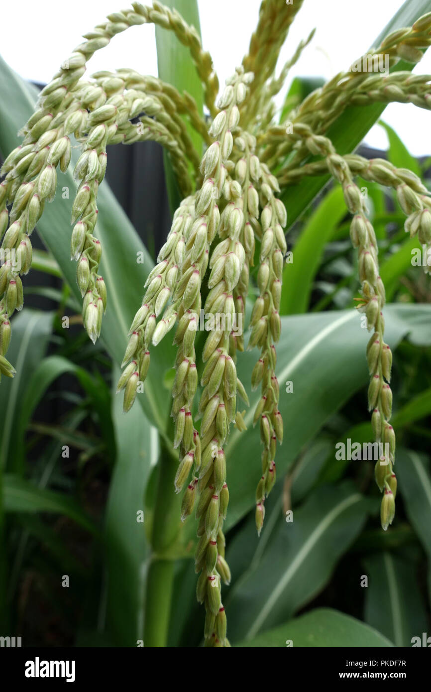 Maize flower close up hi-res stock photography and images - Alamy