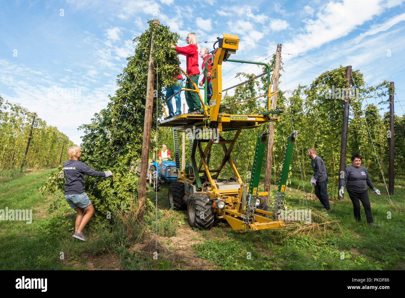 Hops hop picking hop picker pickers hi-res stock photography and images ...