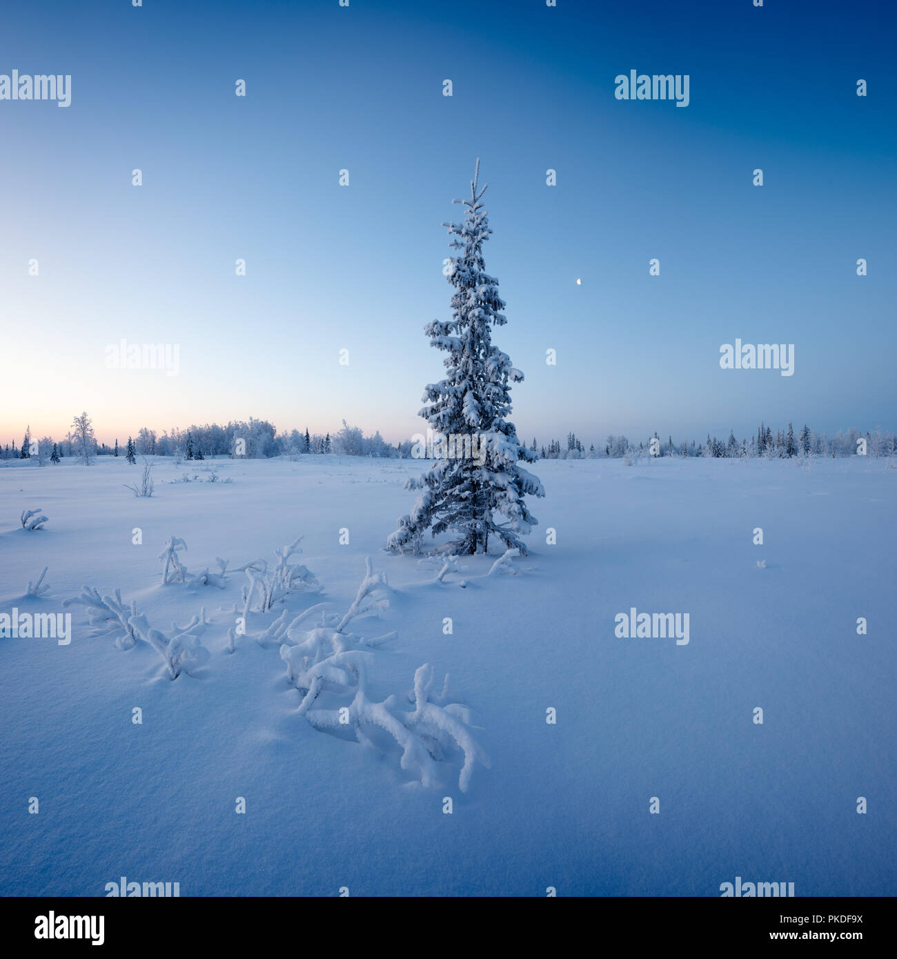 Single Christmas tree in the forest with the moon in blue tones Stock ...