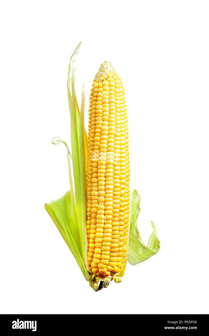 Single ear of Corn isolated on a white background Stock Photo - Alamy