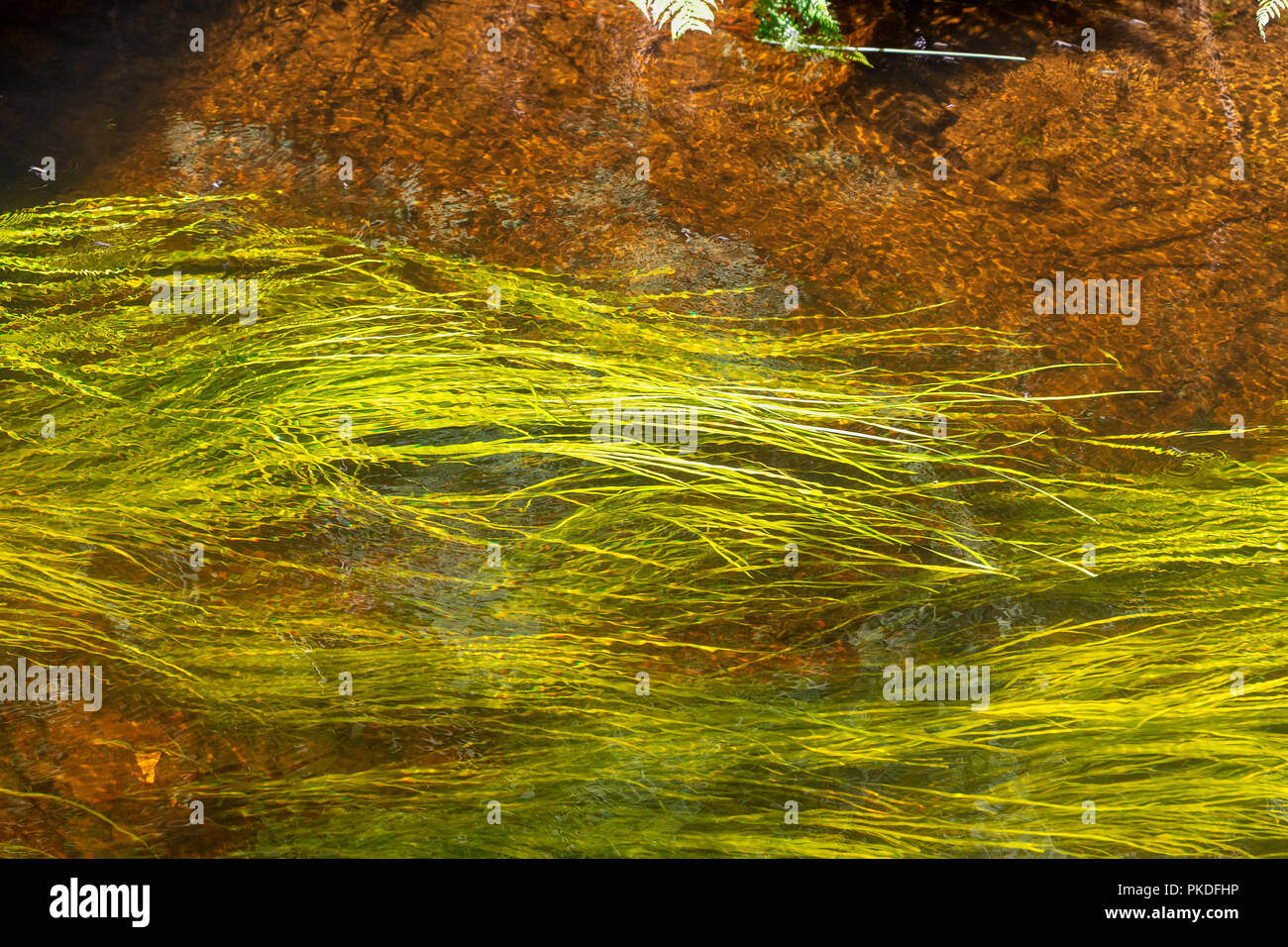 River algae flowing in a canal Stock Photo - Alamy
